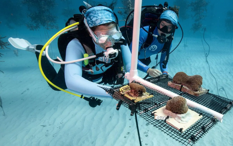 Exploring Reef Resilience Through the Science of Coral Adaptation ...